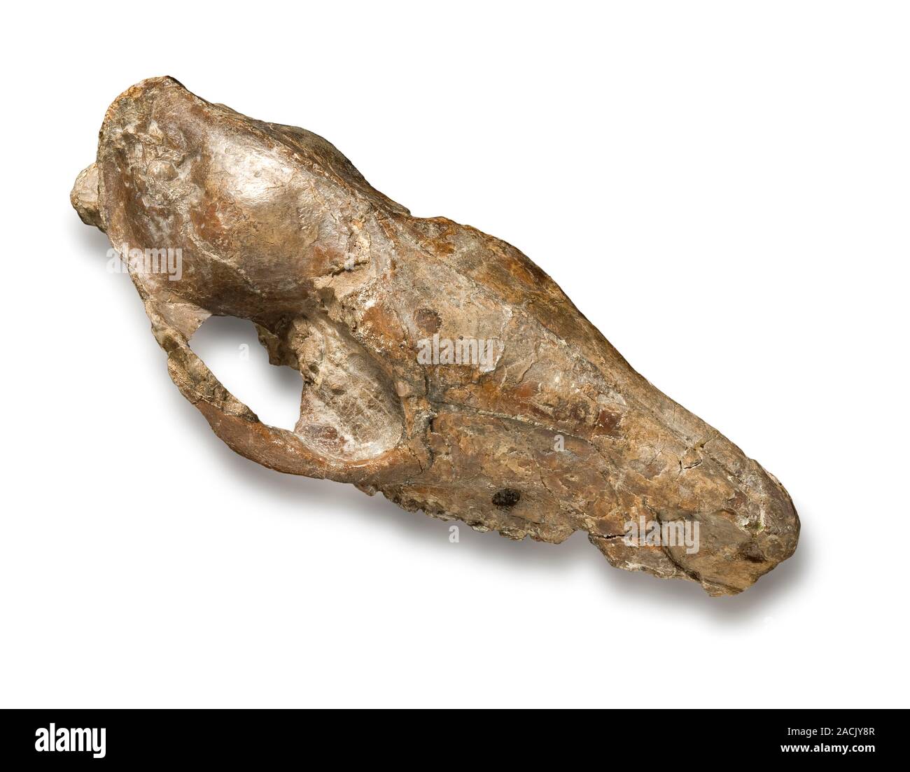 Fossil dawn horse skull (Phiolophus vulpiceps). Found in Harwich, Essex ...