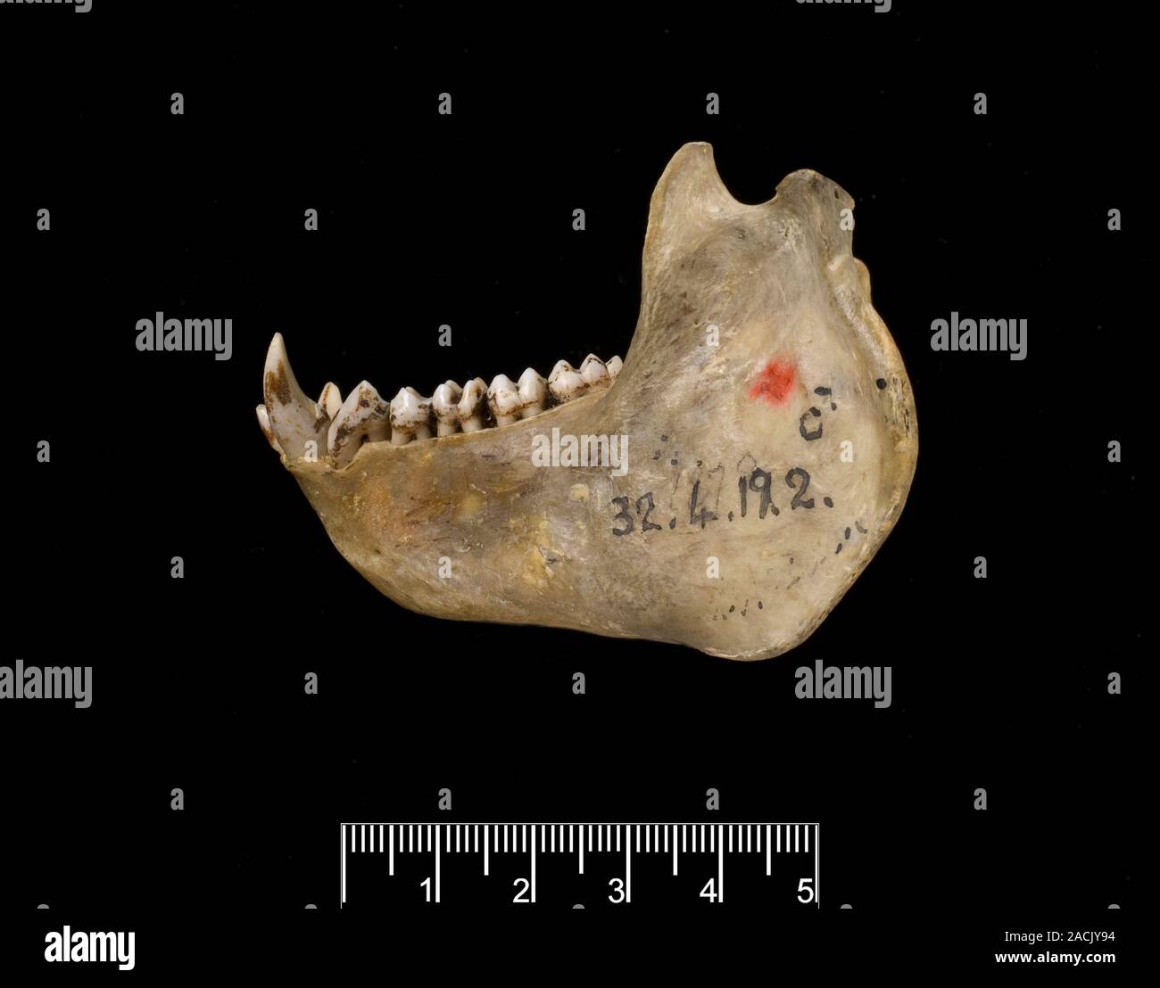 Male Delacour's langur (Trachypithecus delacouri) jaw. This monkey ...