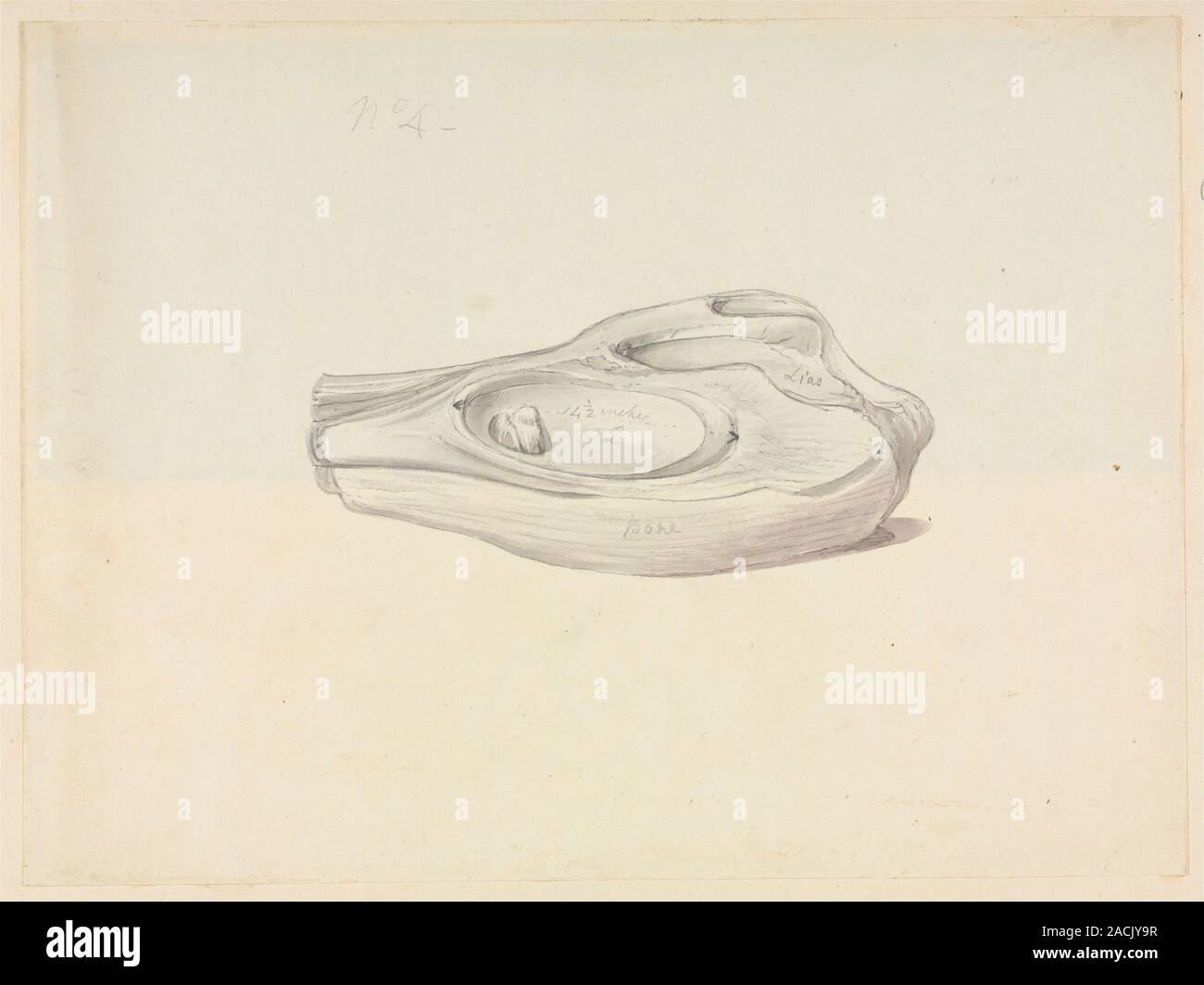 Ichthyosaurus fossil skull. This artwork is from the Richard Owen ...