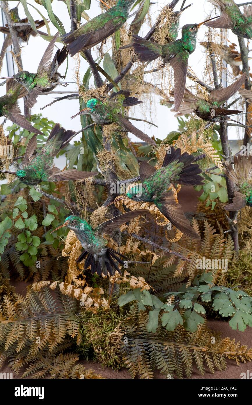 Hummingbird museum display, close-up. This display is part of a series ...