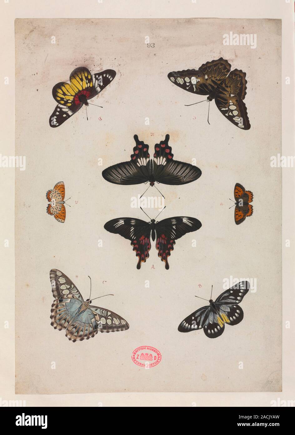 Butterflies. Illustration from 'De Uitlandsche Kapellen' by Pieter ...