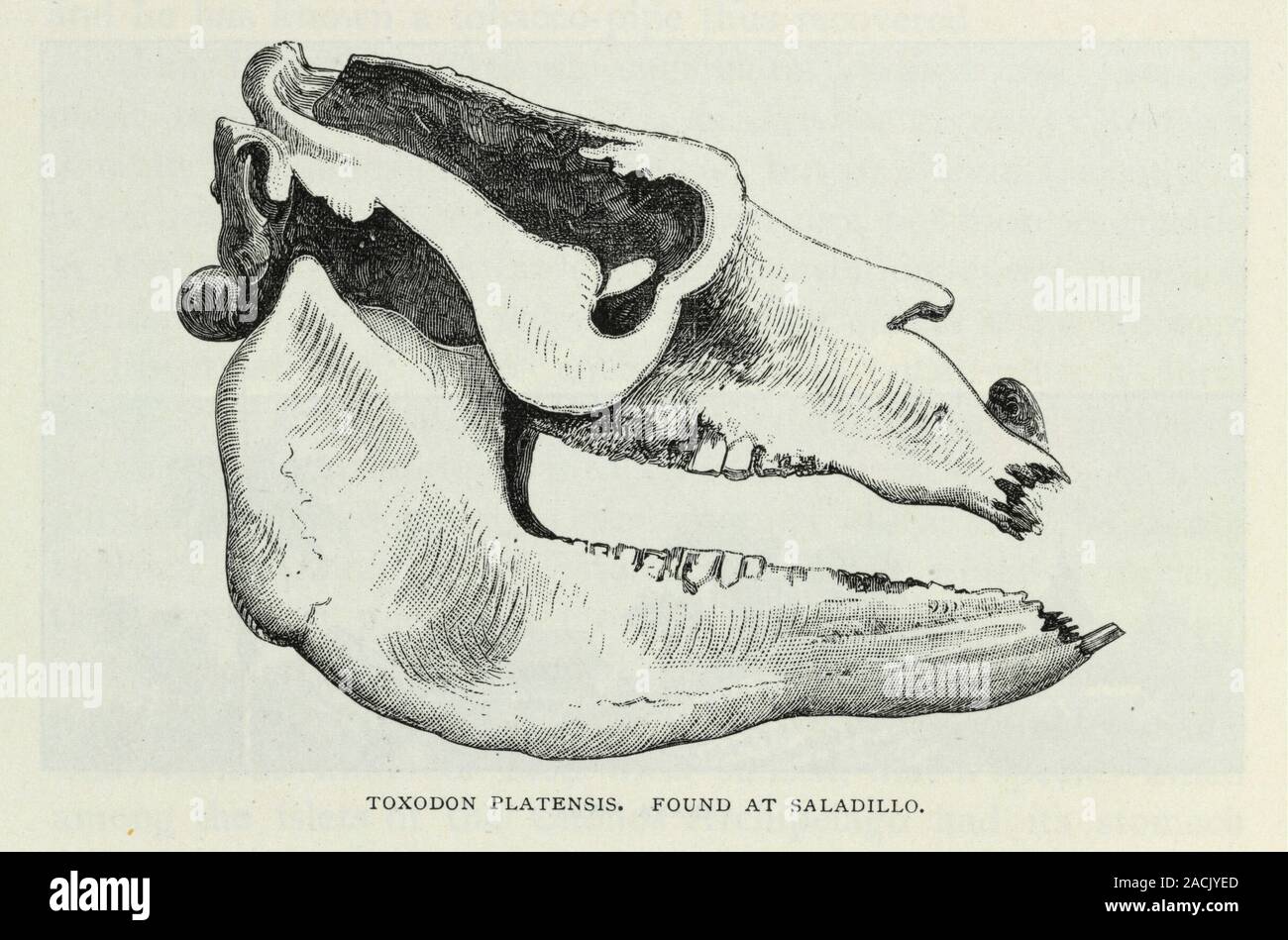 Toxodon platensis skull, found at Sadillo, South America. This mammal ...