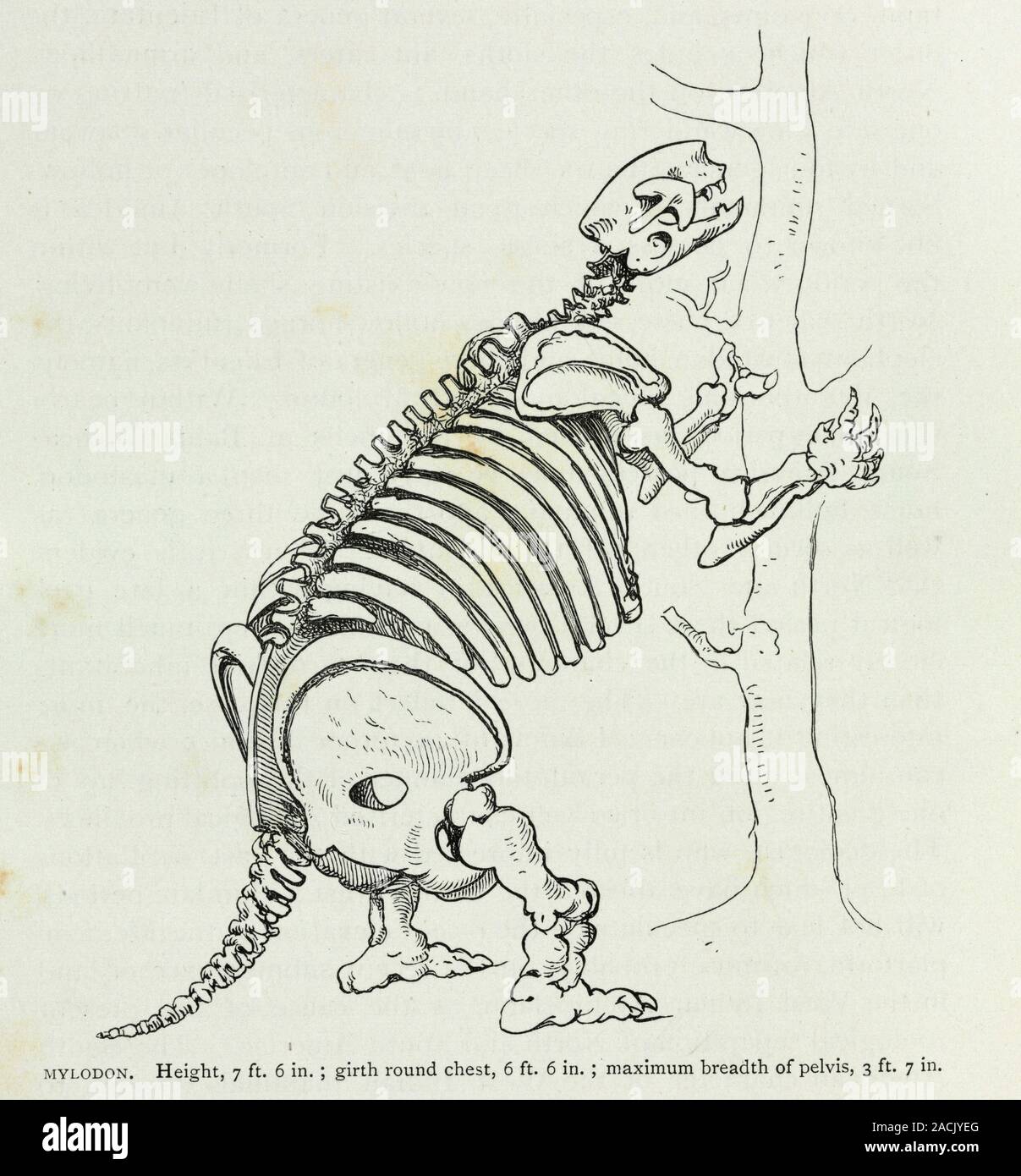 Mylodon skeleton. This giant ground sloth is now extinct. Illustration ...