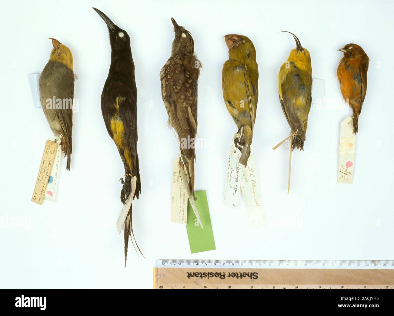 Extinct and endangered Hawaiian birds. Labelled array of dead birds ...