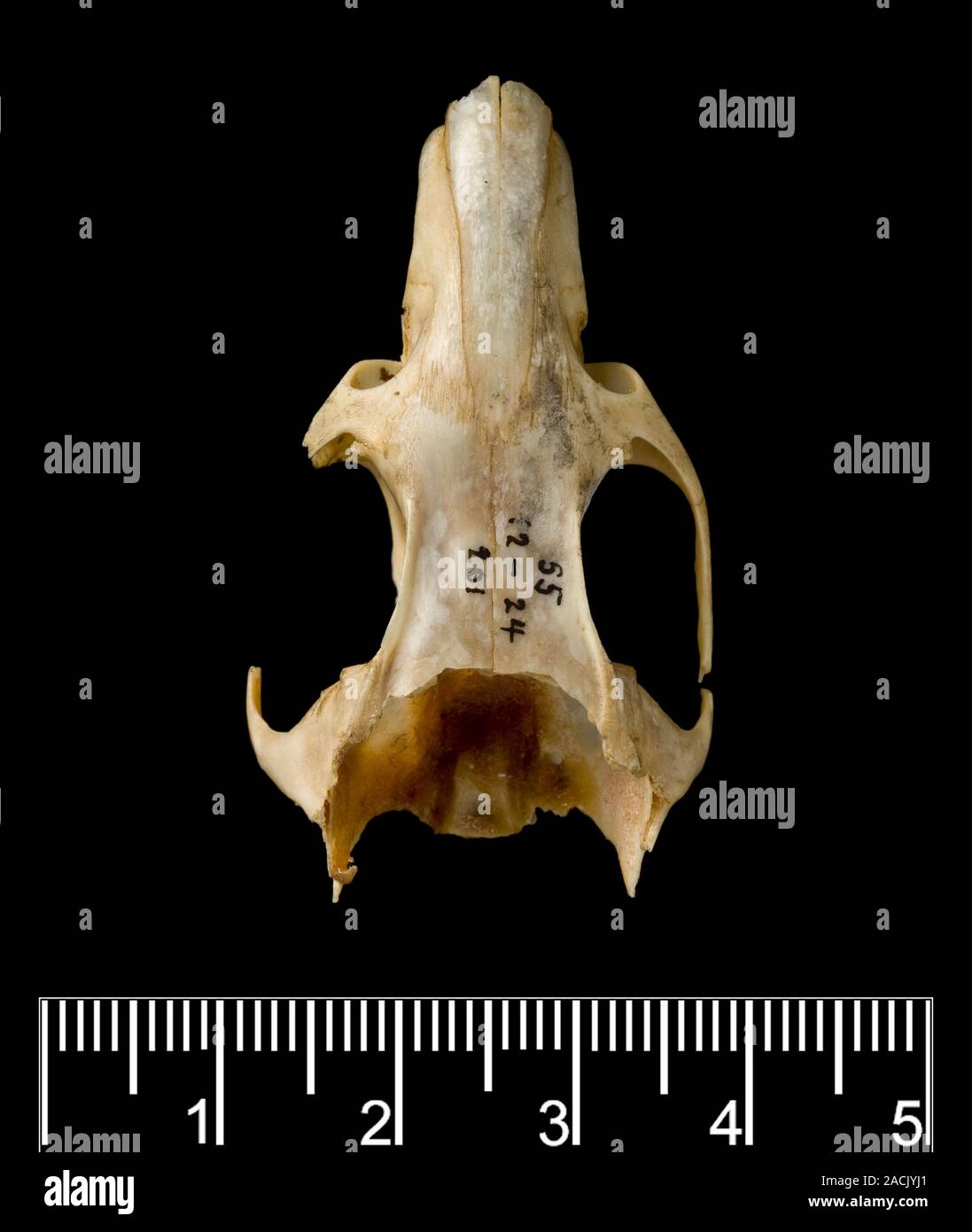 Antillean giant rice rat (Megalomys desmarestii) skull. This rat, which ...