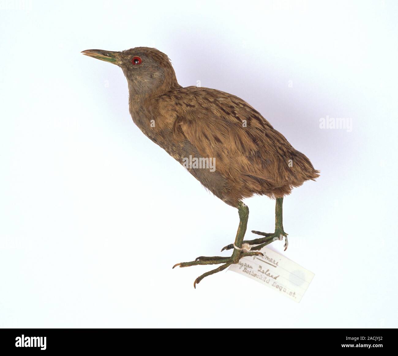 Laysan Crake (Porzanula palmeri). This bird, also known as the Laysan ...