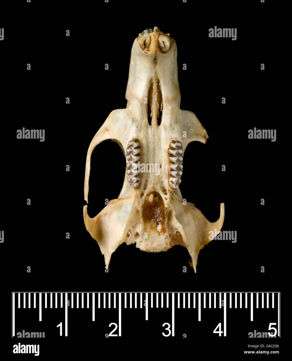 Antillean giant rice rat (Megalomys desmarestii) skull. This rat, which ...
