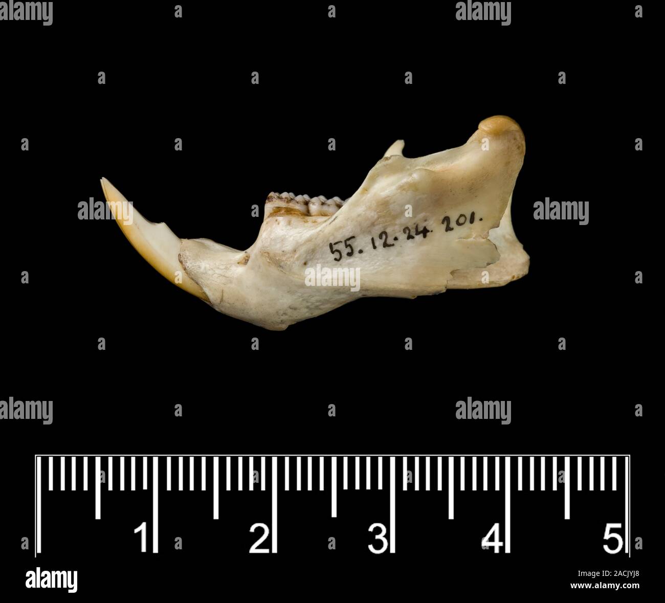 Antillean giant rice rat (Megalomys desmarestii) jaw fragment. This rat ...