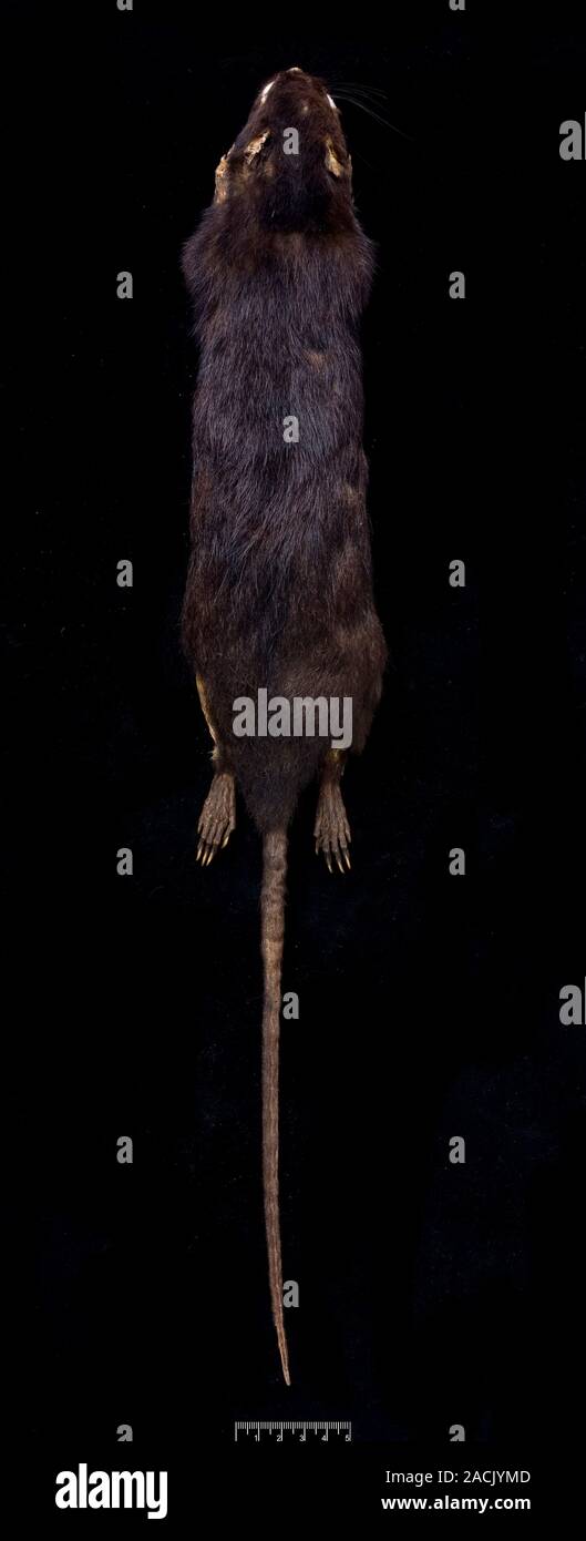 Antillean giant rice rat (Megalomys desmarestii). This rat, which was ...