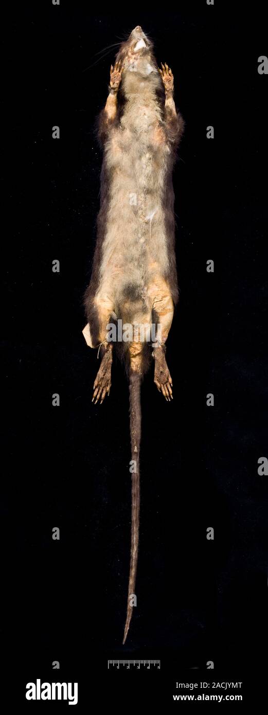 Antillean giant rice rat (Megalomys desmarestii). This rat, which was ...