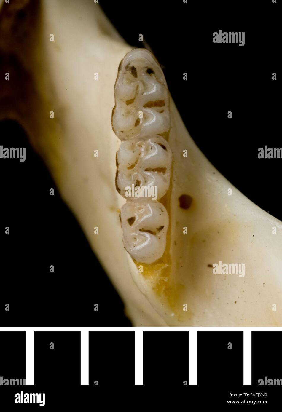 Saint Vincent pygmy rice rat (Oligoryzomys victus) skull, close-up ...