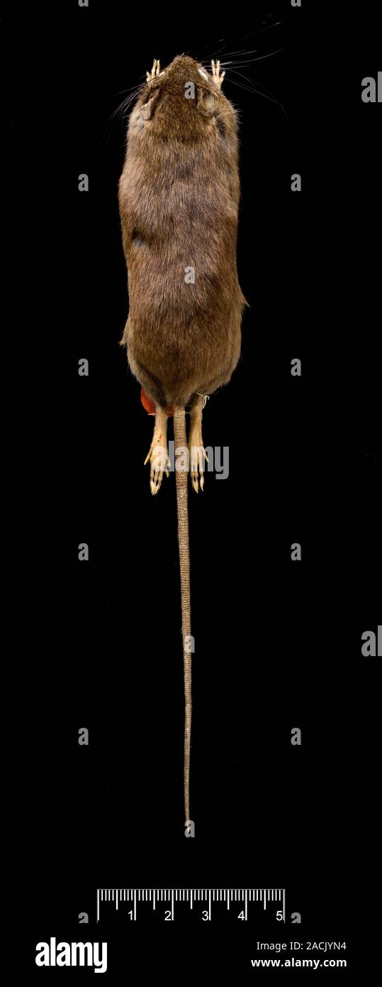Saint Vincent pygmy rice rat (Oligoryzomys victus). This is the only ...