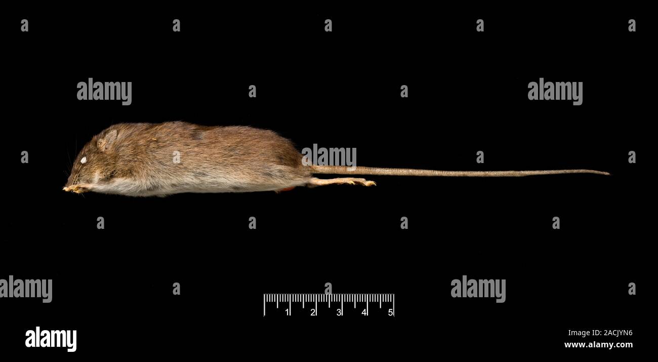 Saint Vincent pygmy rice rat (Oligoryzomys victus). This is the only ...