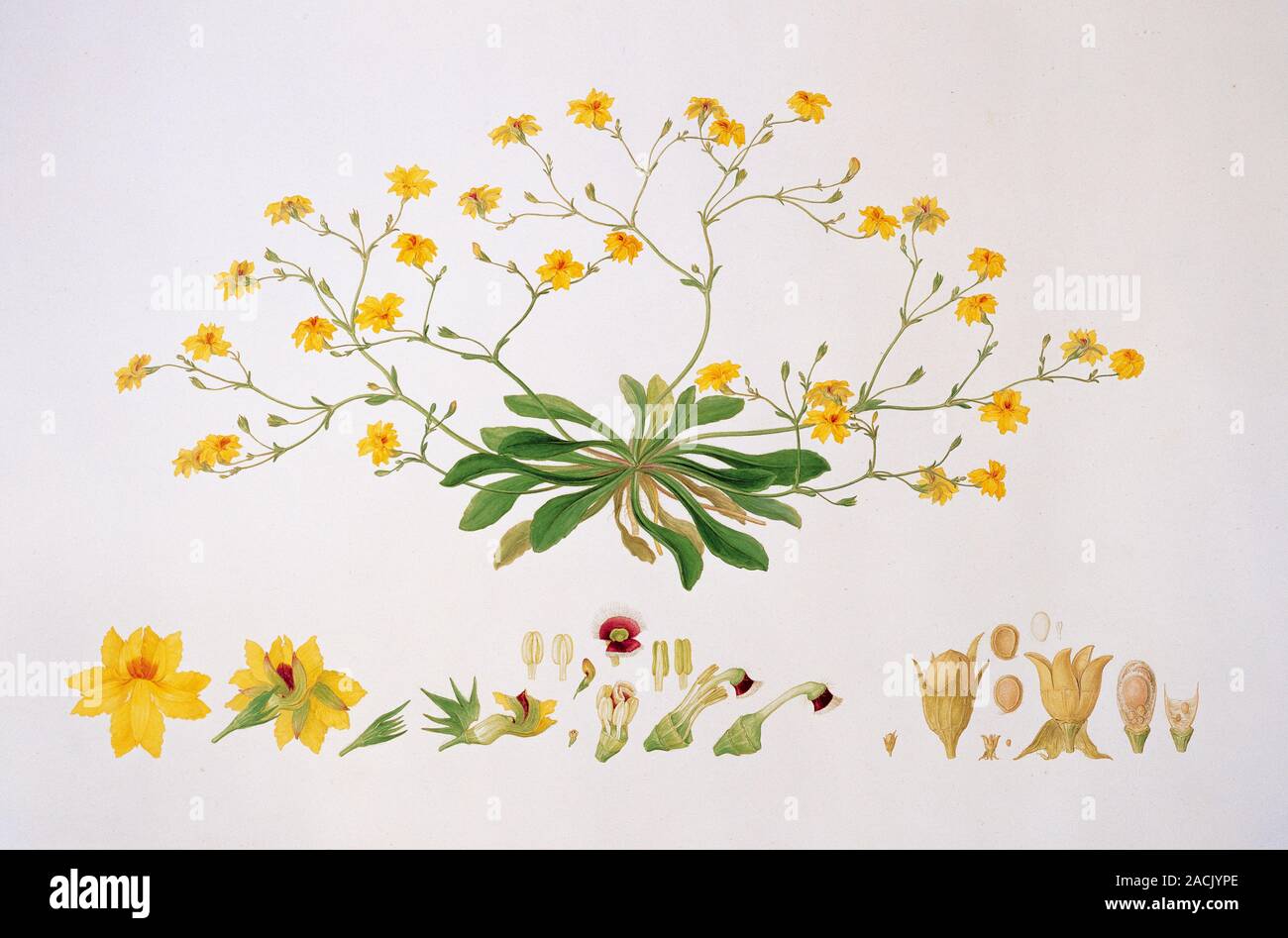 Velleia pubescens, artwork. This plant is endemic to Australia ...