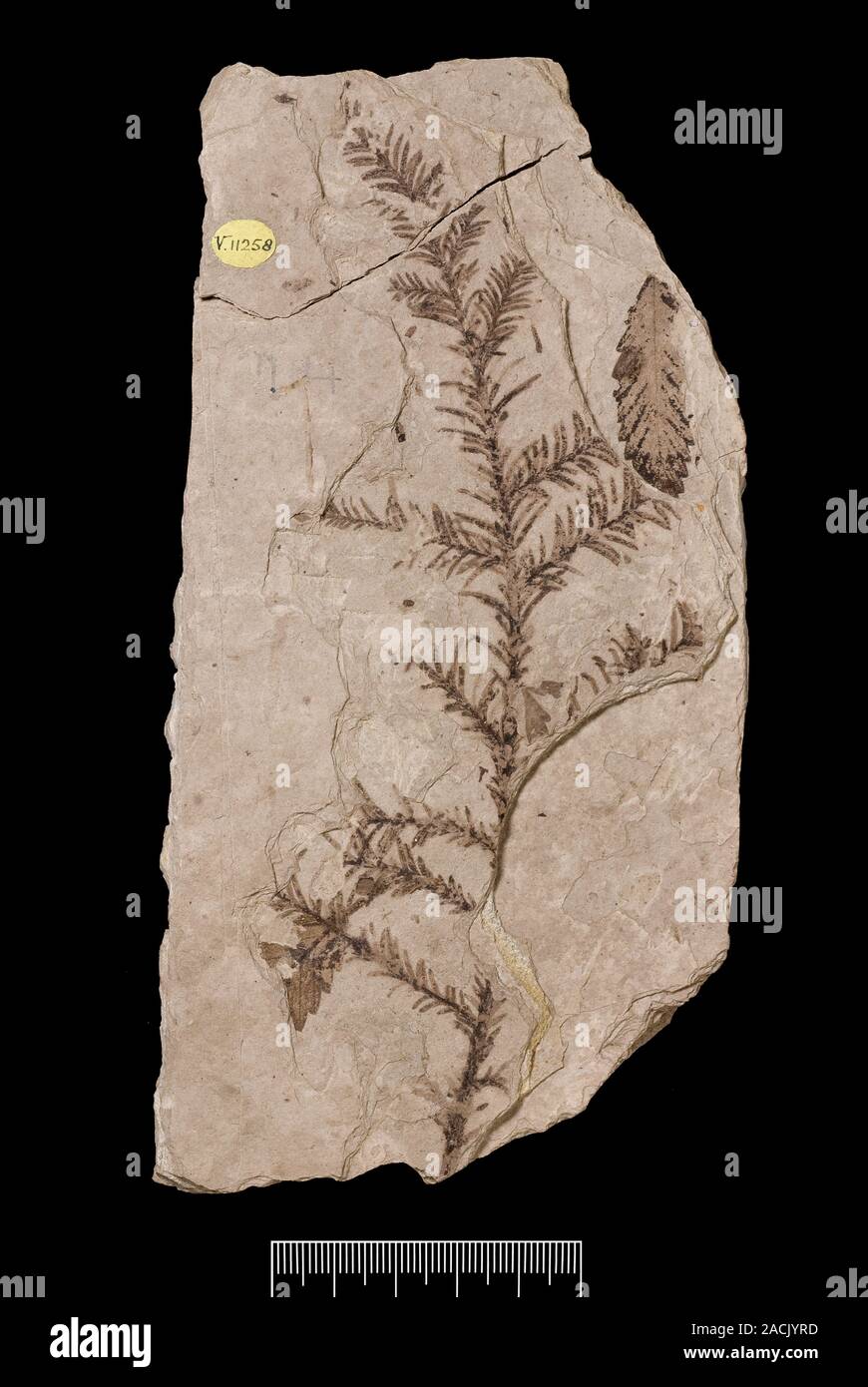 Redwood tree (Sequoia affinis) fossil. This specimen is from Florissant ...