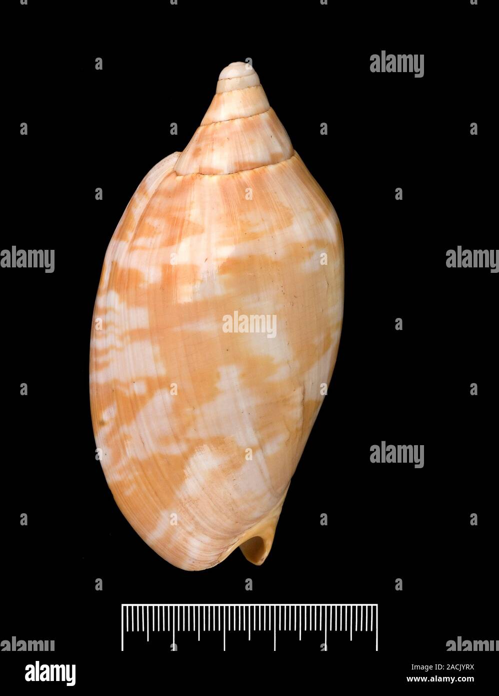 Sea snail (Voluta aulica) shell Stock Photo - Alamy