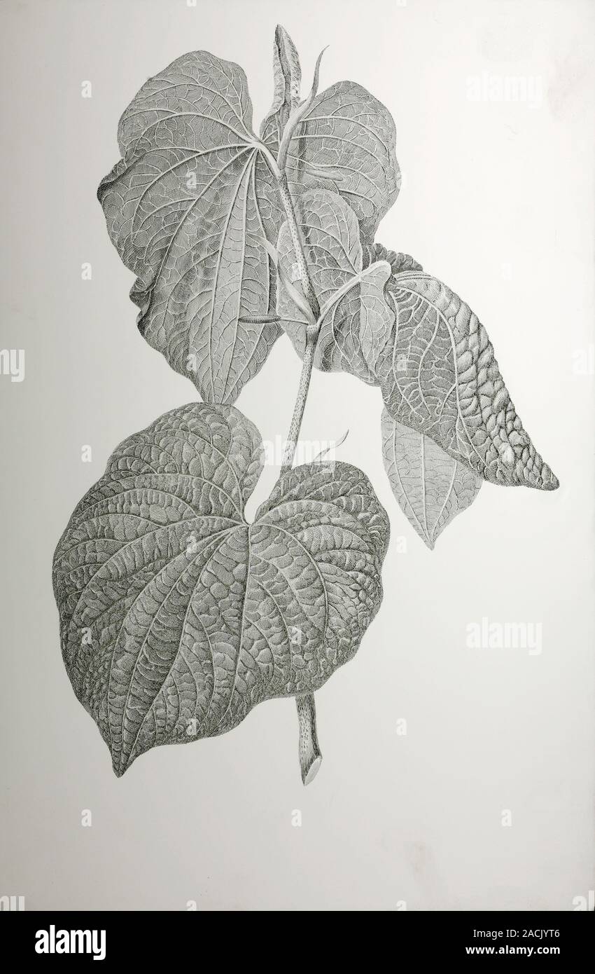Kava (Piper methysticum) plant. Illustration from the original drawing ...
