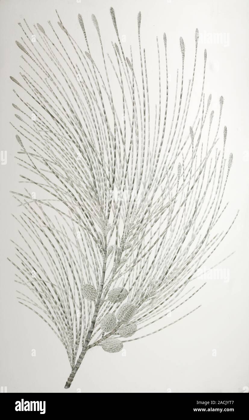 Beach she-oak (Casuarina equisetifolia). Illustration from the original ...