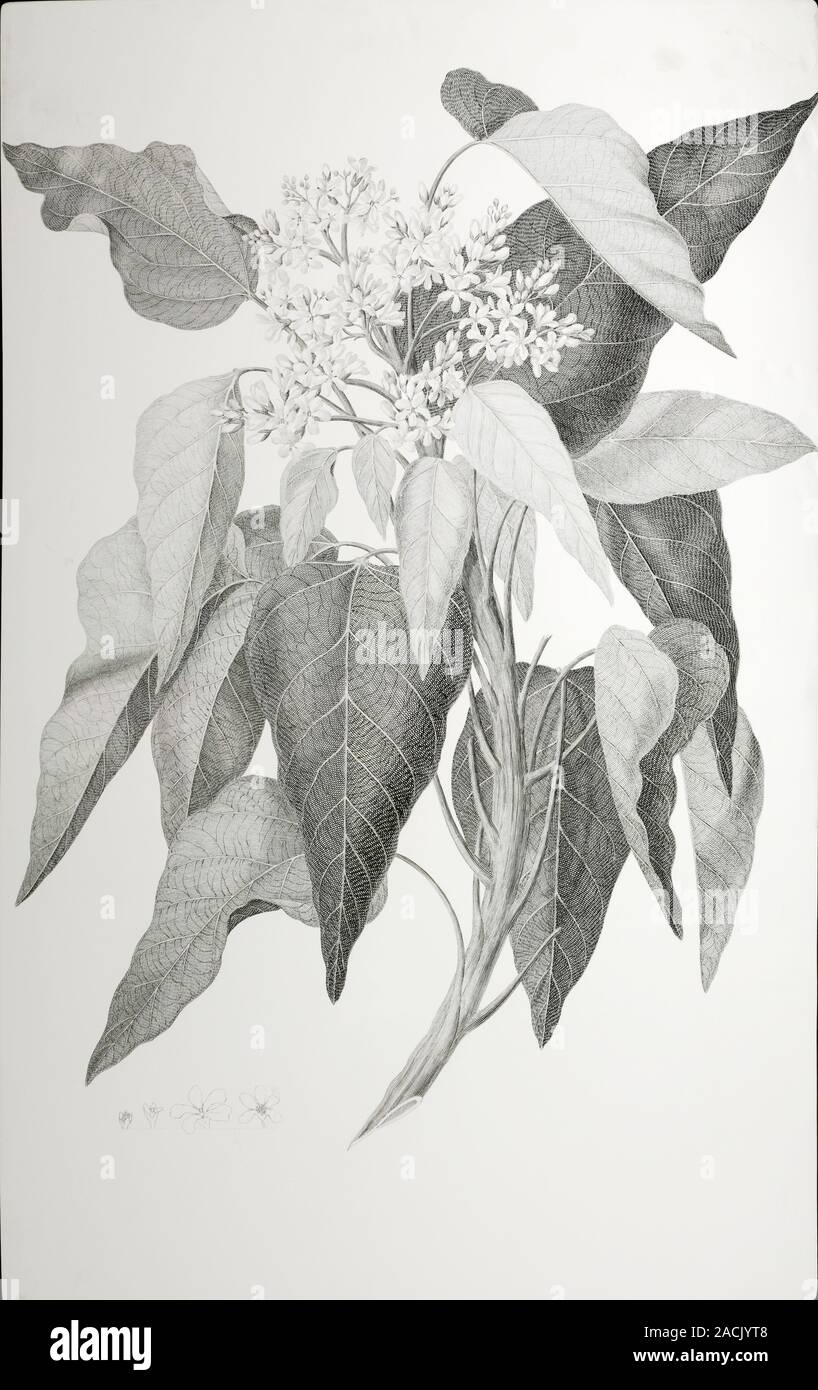 Candlenut tree (Aleurites moluccana). Illustration from the original ...