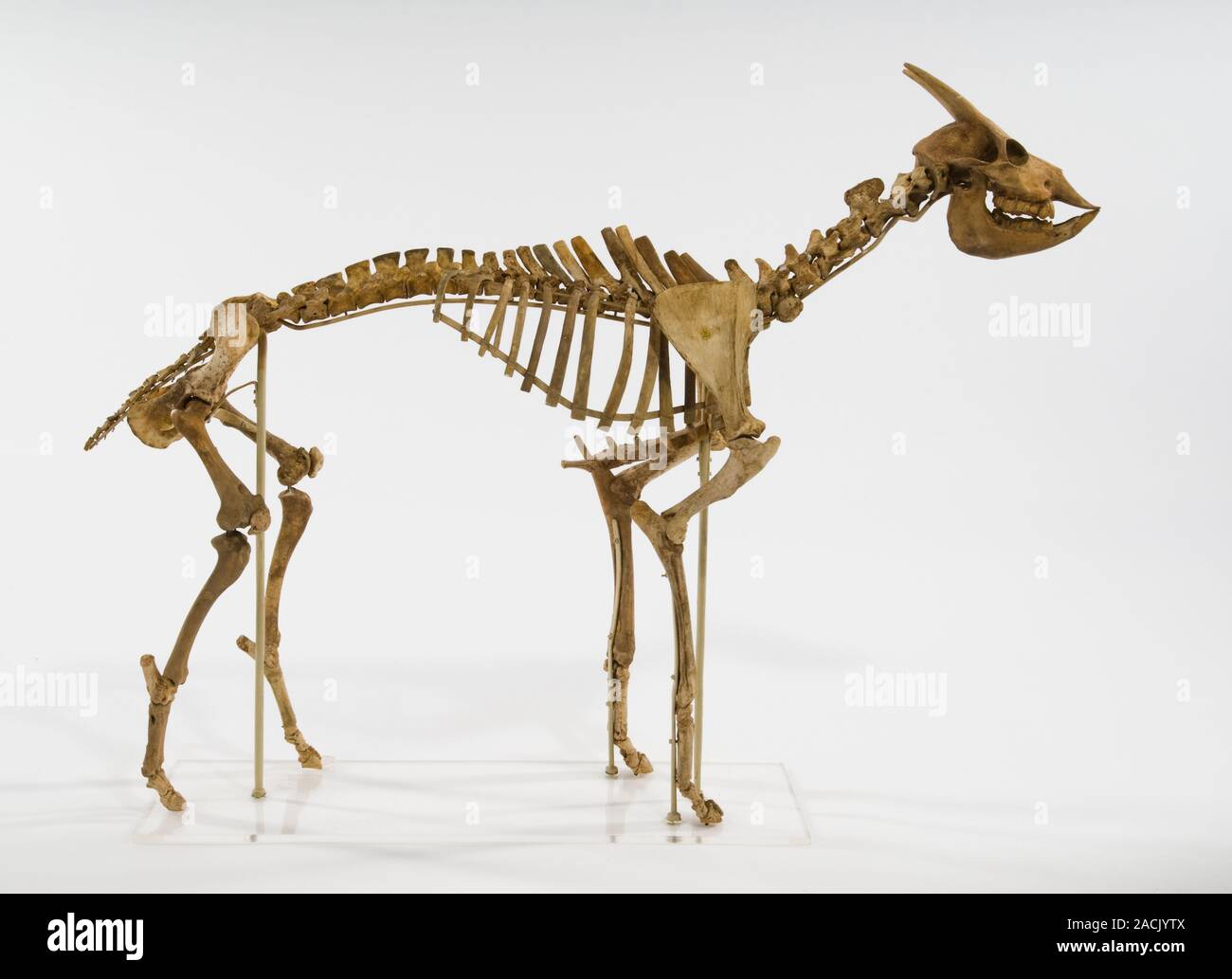 Balearic Islands cave goat (Myotragus balearicus) skeleton. This ...