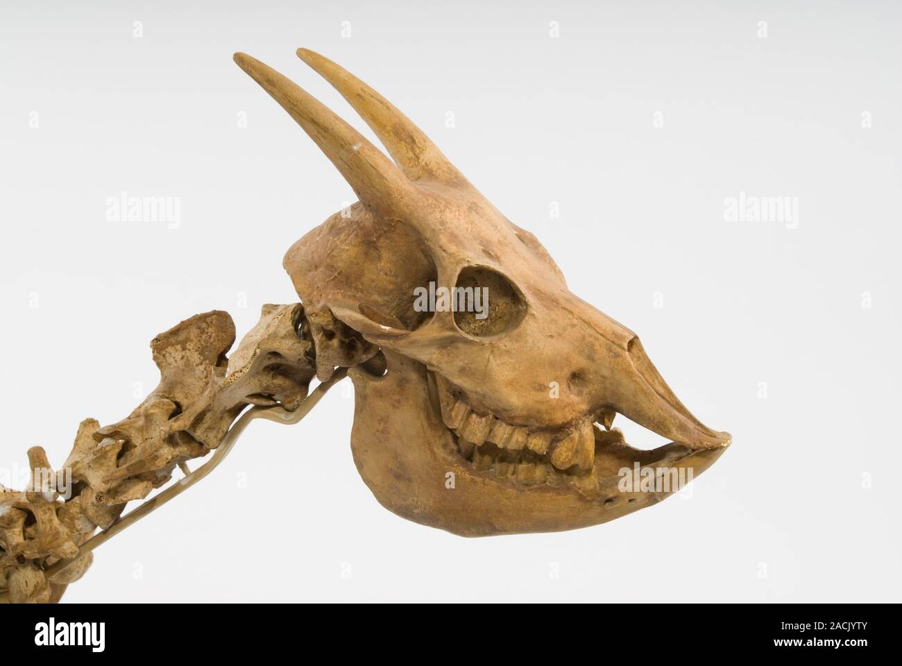 Balearic Islands cave goat (Myotragus balearicus) skull. This extinct ...