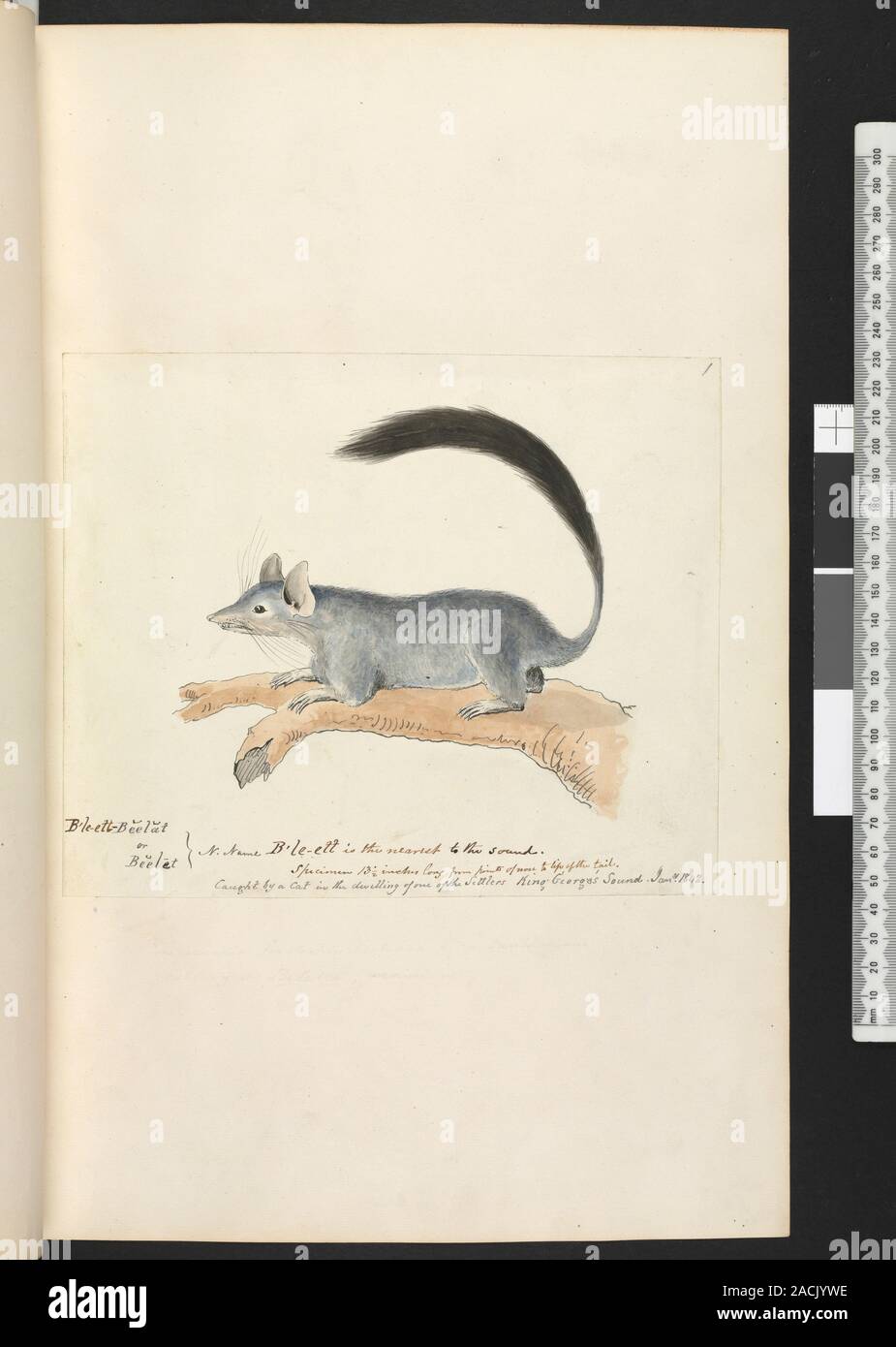 Australian rodent. Artwork of a beelat (aboriginal name). Illustration ...