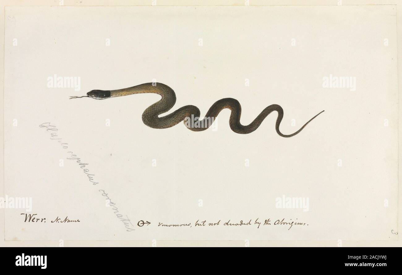 Venomous snake. Illustration from 'Original water colour drawings of ...
