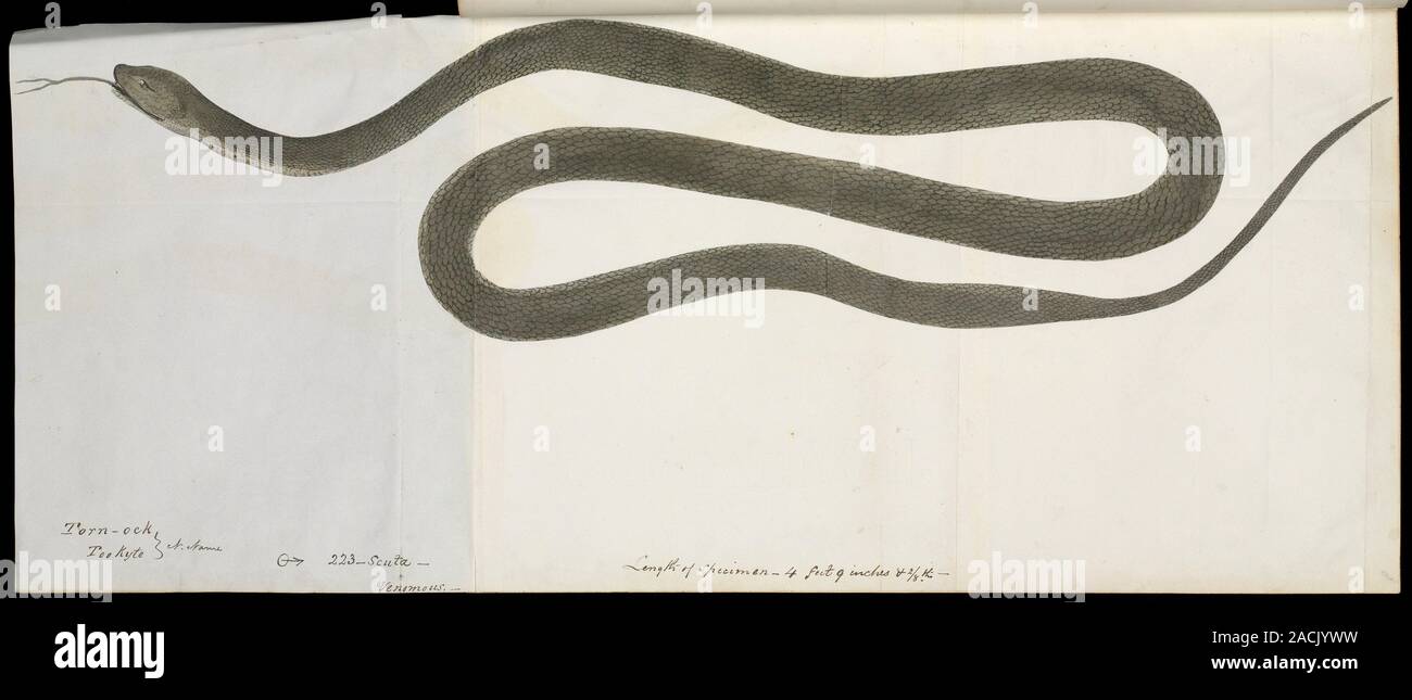 Venomous snake. Illustration from 'Original water colour drawings of ...