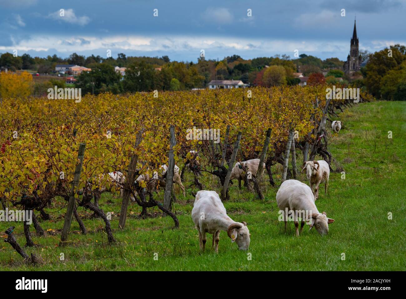 Sustainable development, Flock of sheep grazing grass in Bordeaux Vineyard Stock Photo - Alamy