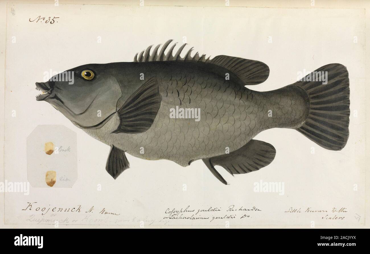 Fish. Illustration from 'Original water colour drawings of Mammals ...