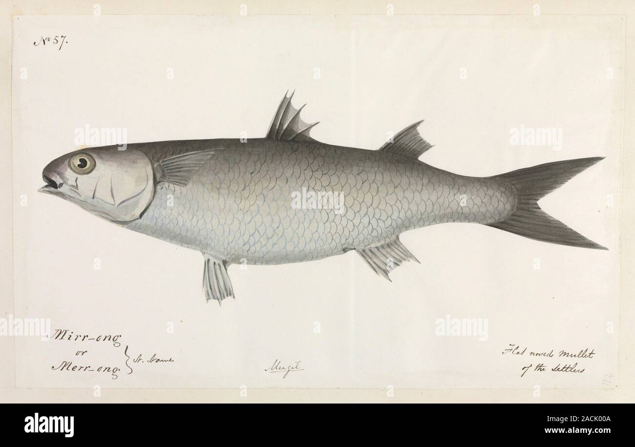 Flat nosed mullet fish. Illustration from 'Original water colour ...