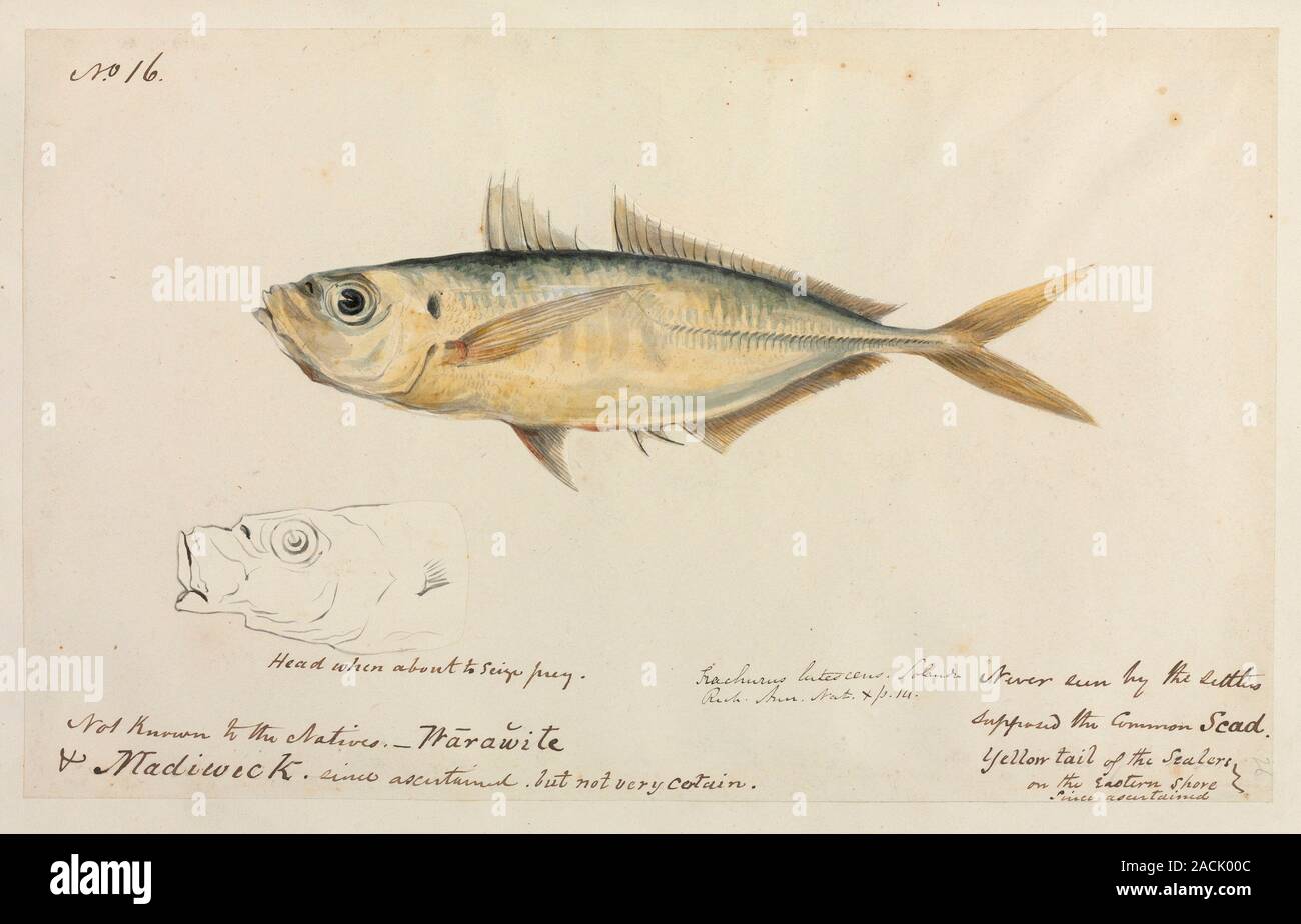 Common scad fish (Trachurus trachurus). Illustration from 'Original ...