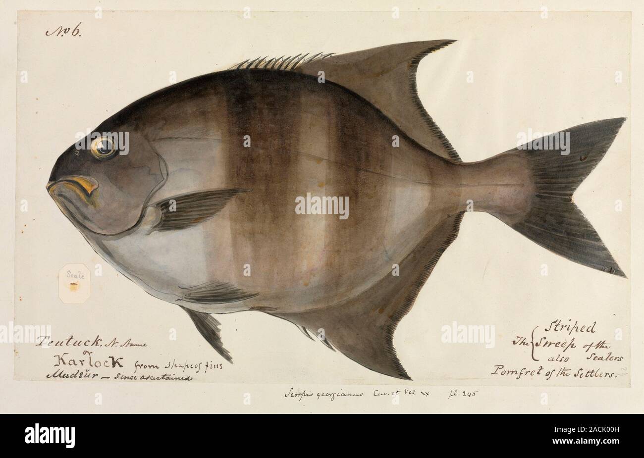 Pomfret fish. Illustration from 'Original water colour drawings of ...