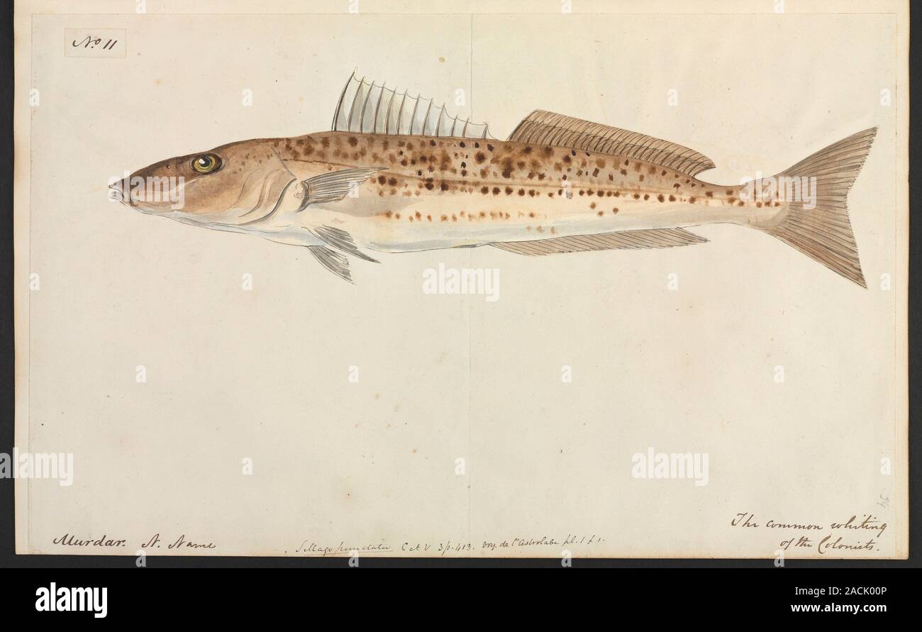 Common whiting fish. Illustration from 'Original water colour drawings ...