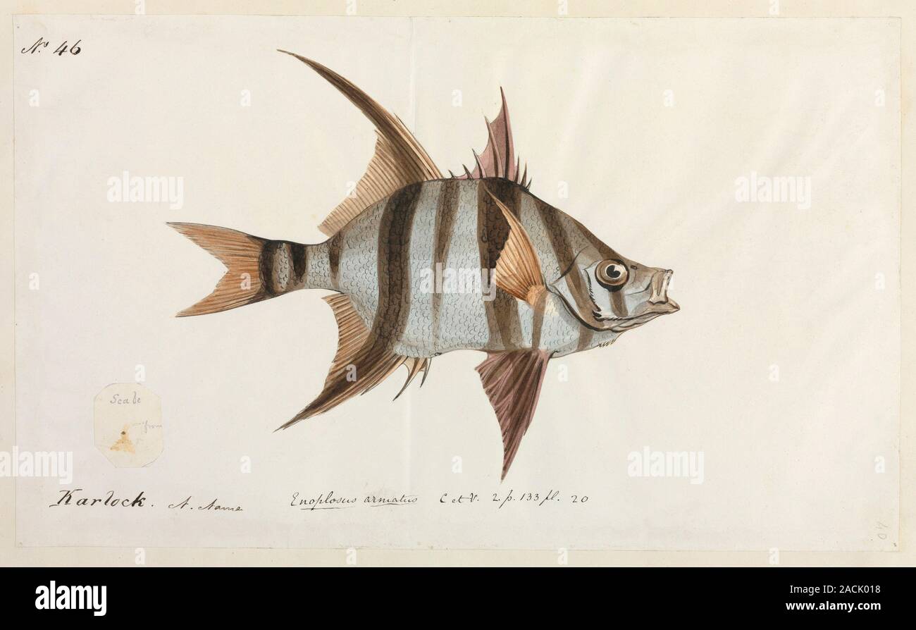 Enoplosus armatus fish. Illustration from 'Original water colour ...