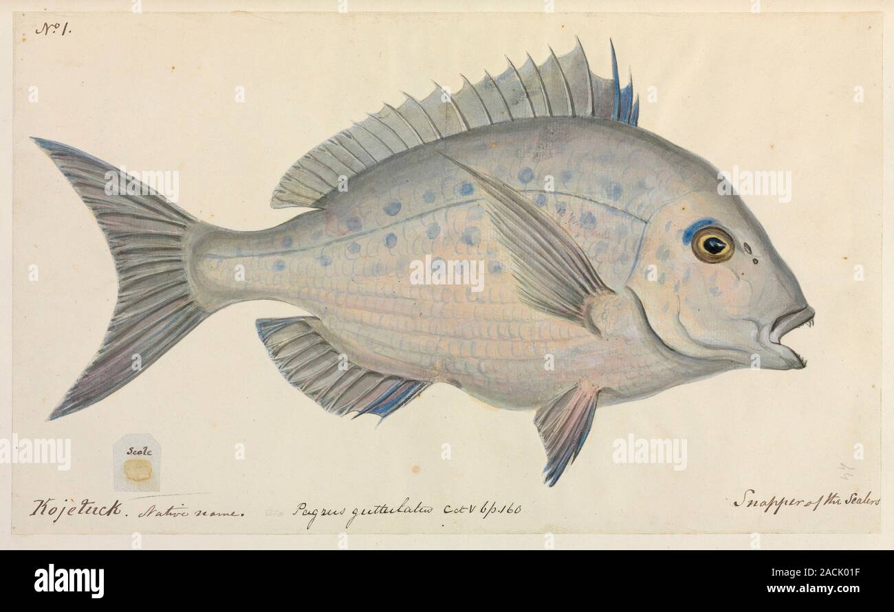 Fish (Pagrus guttulatus). Illustration from 'Original water colour ...