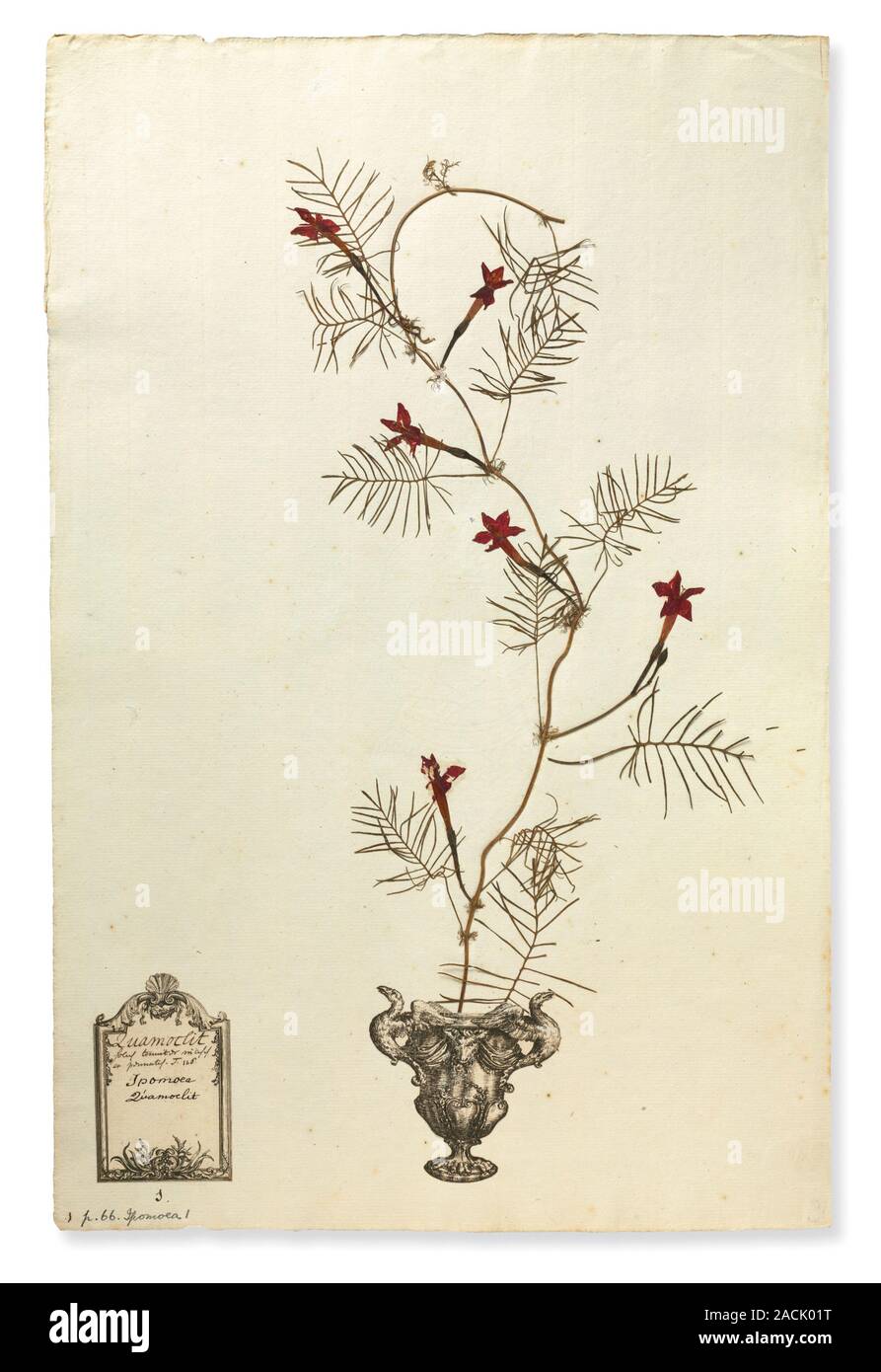 Pressed cardinal creeper (Ipomoea quamoclit) specimen from George ...