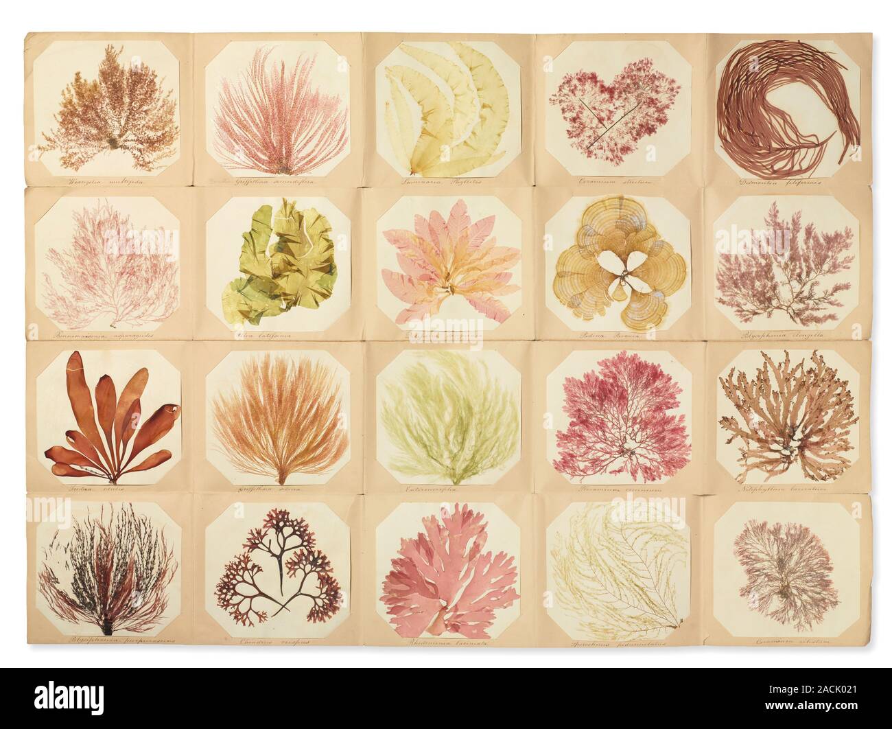 Pressed seaweed book. Page of mounted and labelled seaweed specimens ...