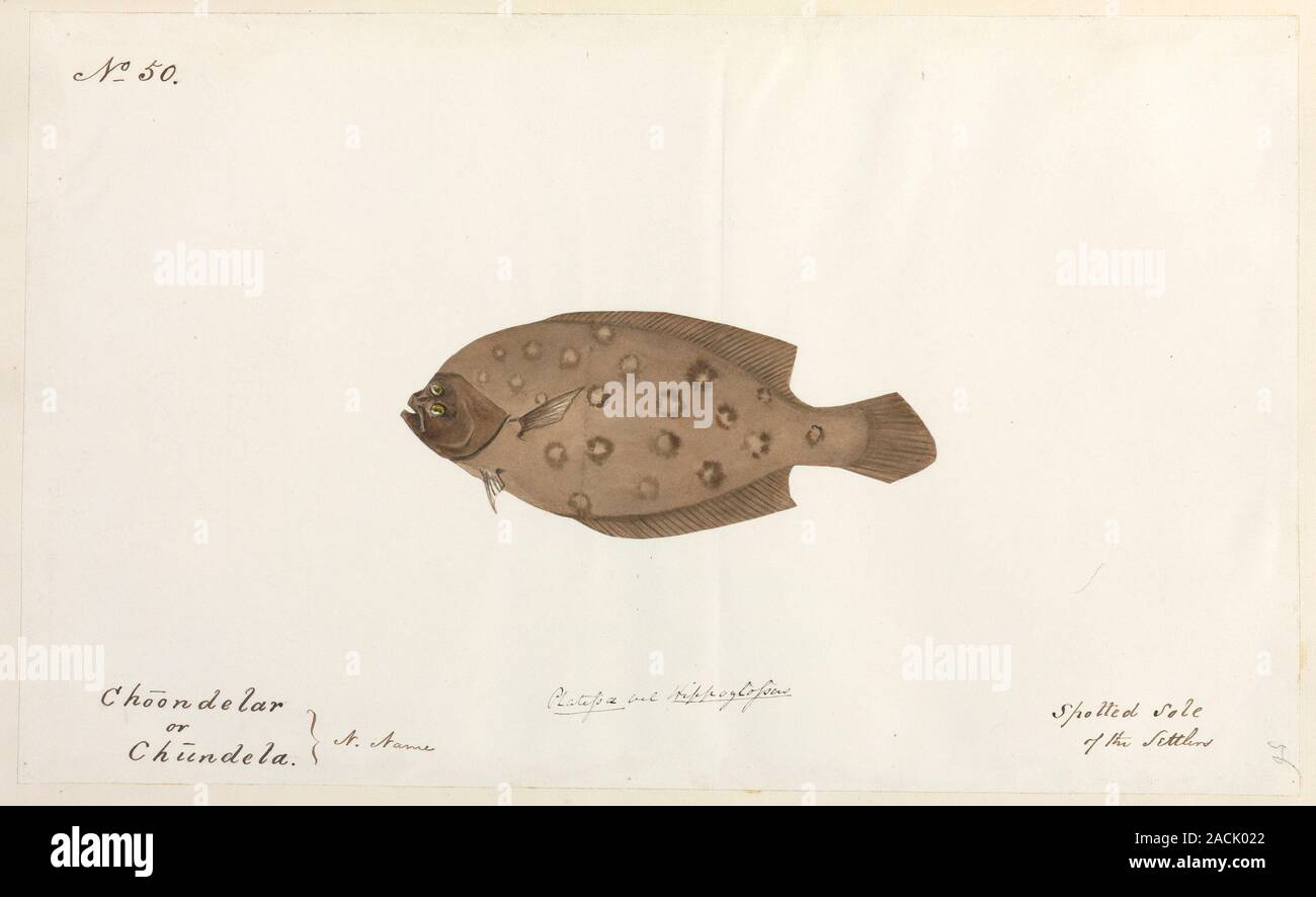 Spotted sole (Phyllichthys punctatus). Illustration from 'Original ...