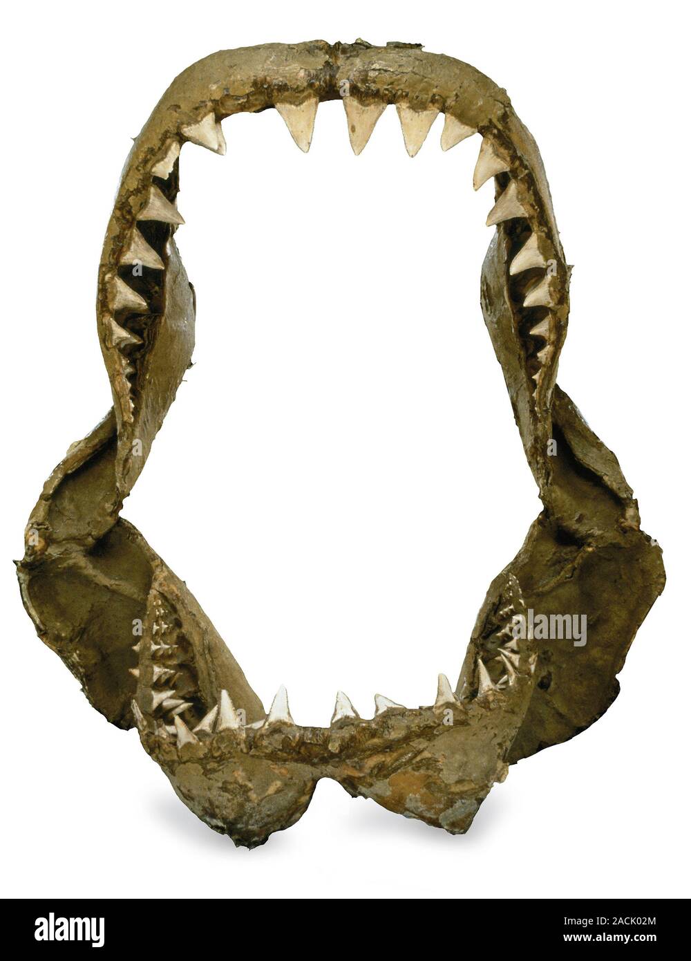 Great white shark (Carcharodon carcharias) jaw. The great white is the ...