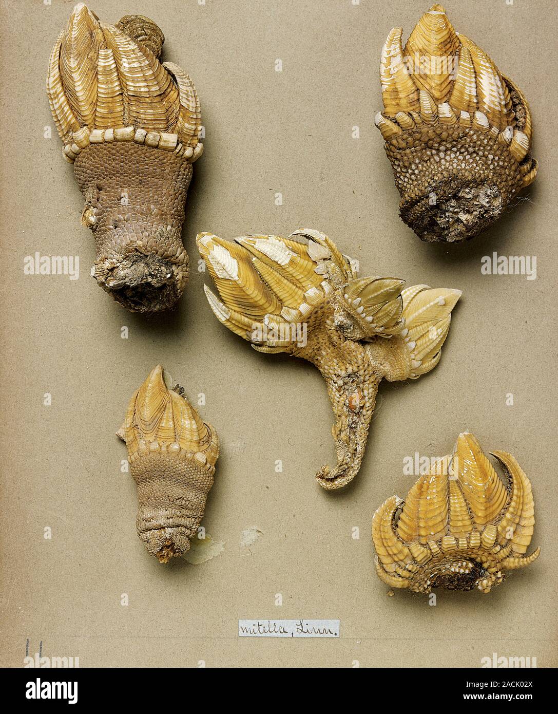 Stalked barnacles (Pollicipes mitella), museum display. This barnacle ...