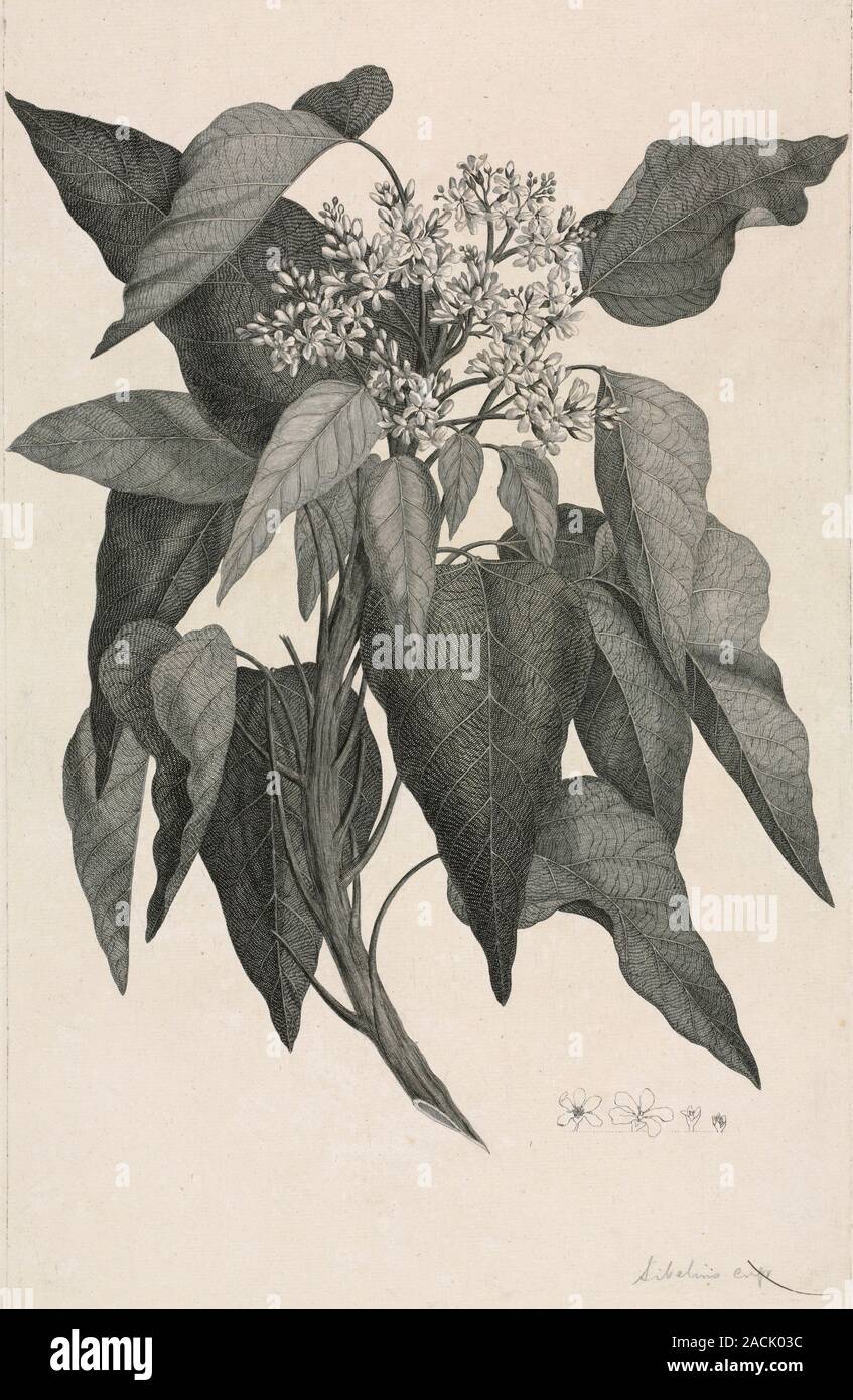 Candlenut tree (Aleurites moluccana). Engraving based on the drawing by ...