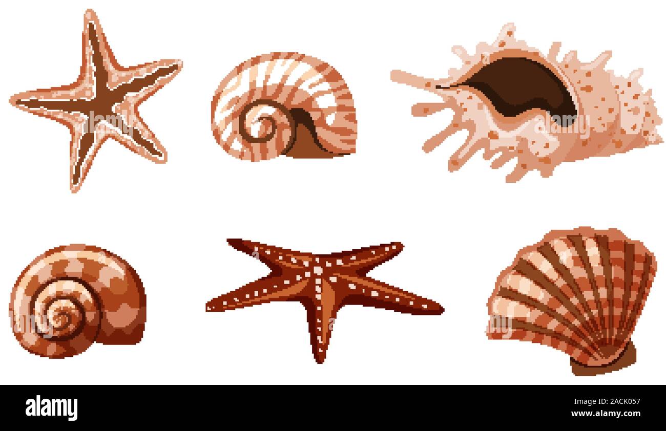 Set of isolated seashells in brown color illustration Stock Vector ...