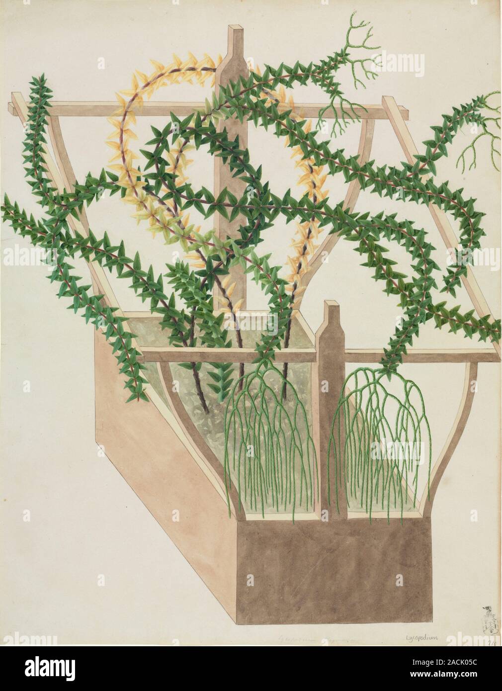 Tassel fern (Huperzia phlegmaria), artwork. Illustration from the John ...