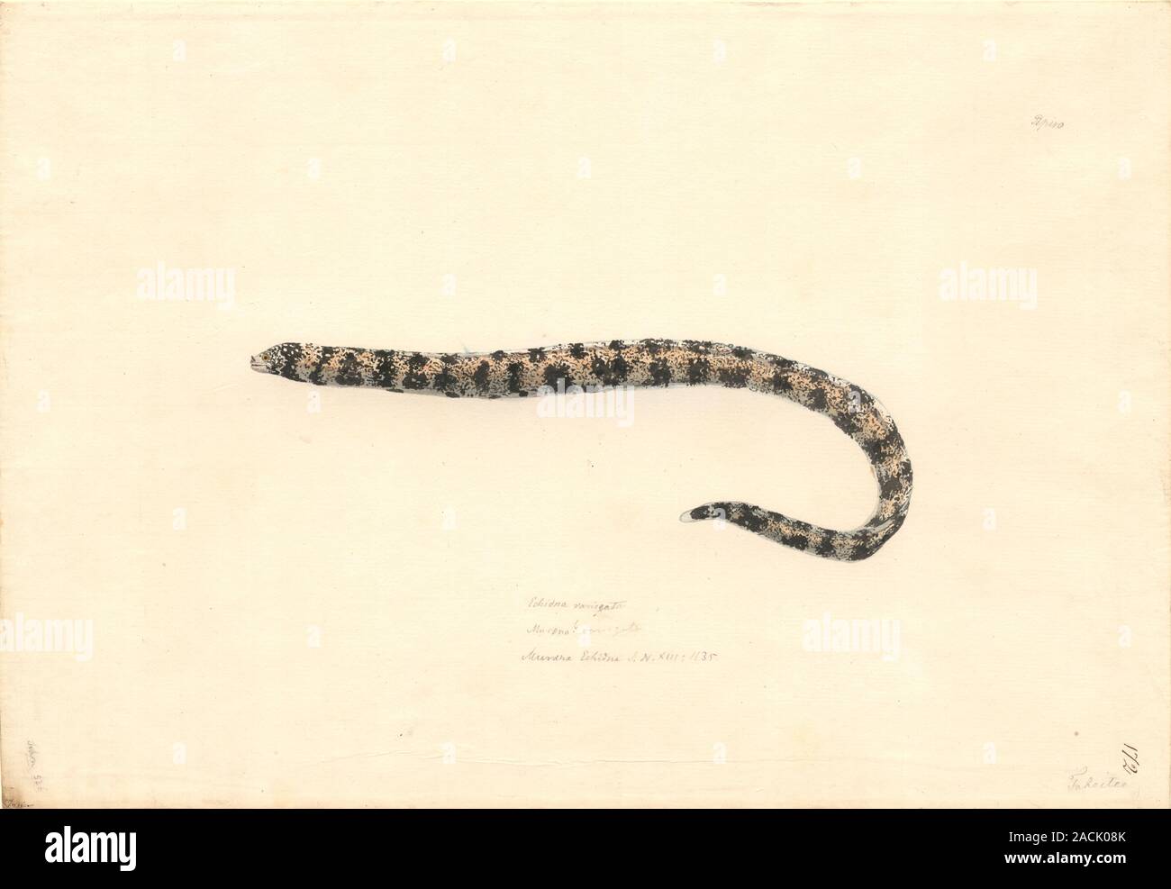 Clouded eel (Echidna nebulous). Watercolour painting by George Forster ...