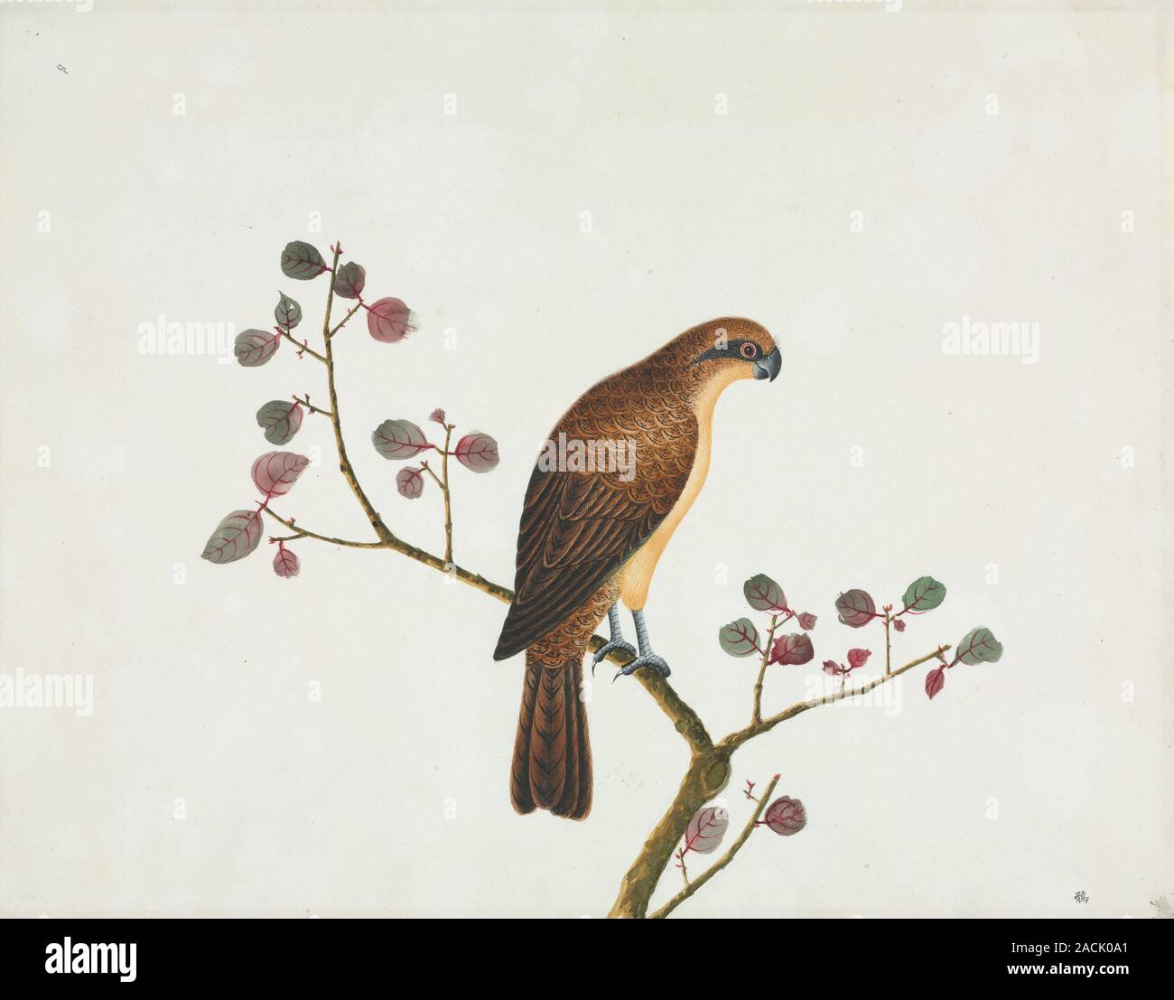Reeves zoological artwork. This bird illustration is from the John ...