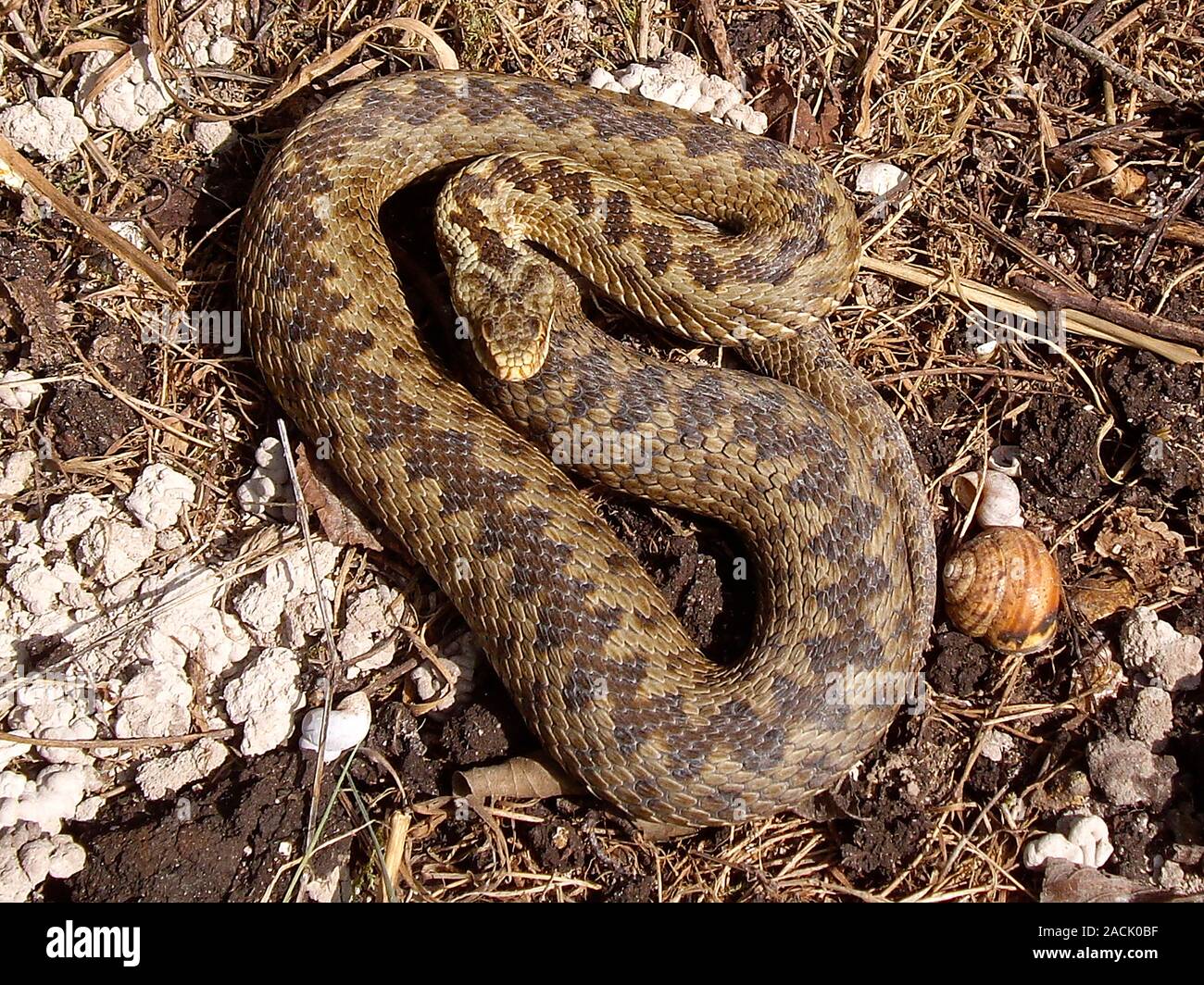Common European adder (Vipera berus Stock Photo - Alamy