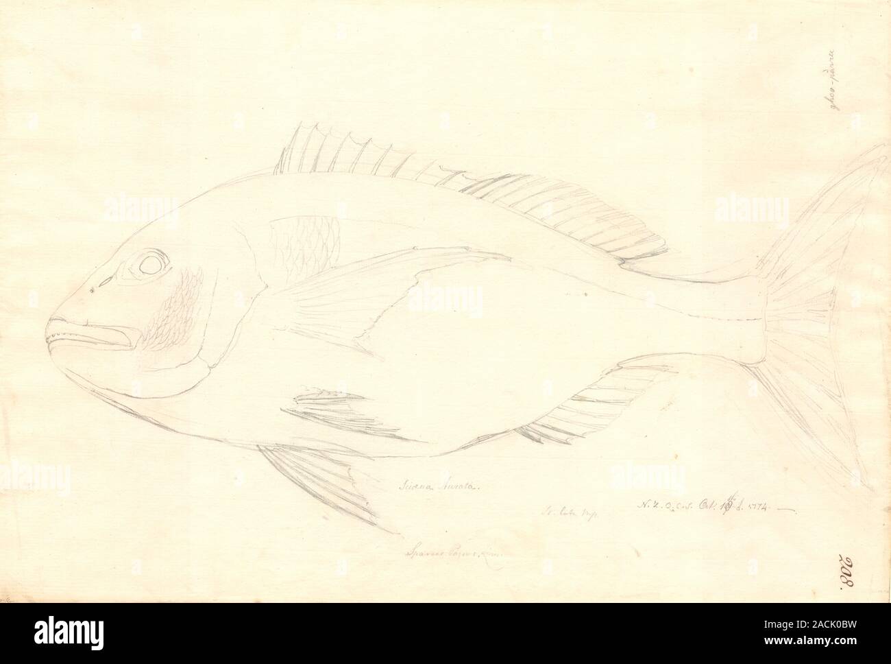 Sciaena aurata fish. This drawing was made by the German naturalist ...