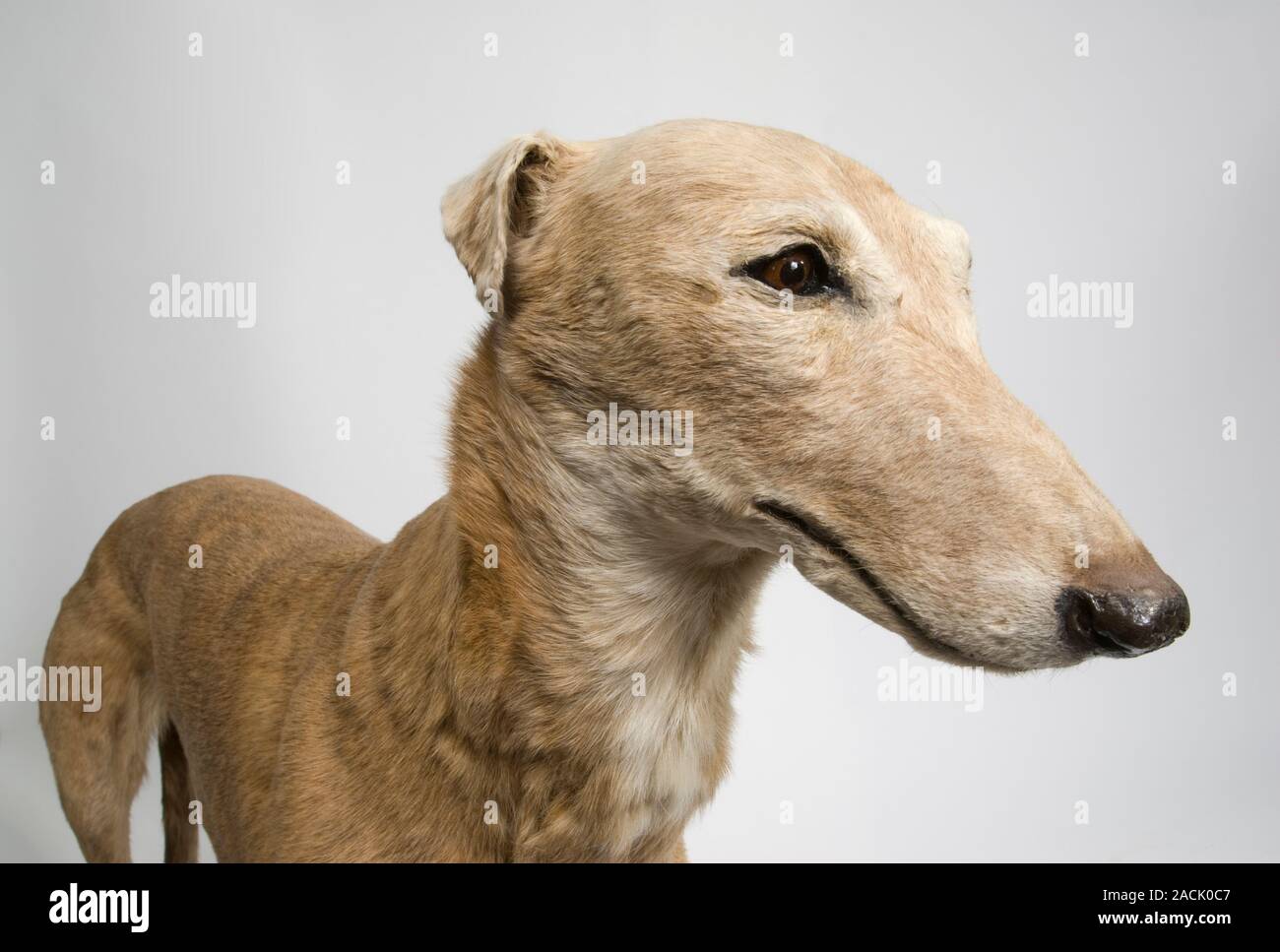 Mick the Miller, famous racing greyhound. This greyhound lived from ...