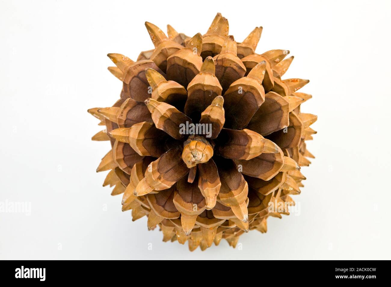 Big-cone pine (Pinus coulteri) cone. This is the largest cone of any ...